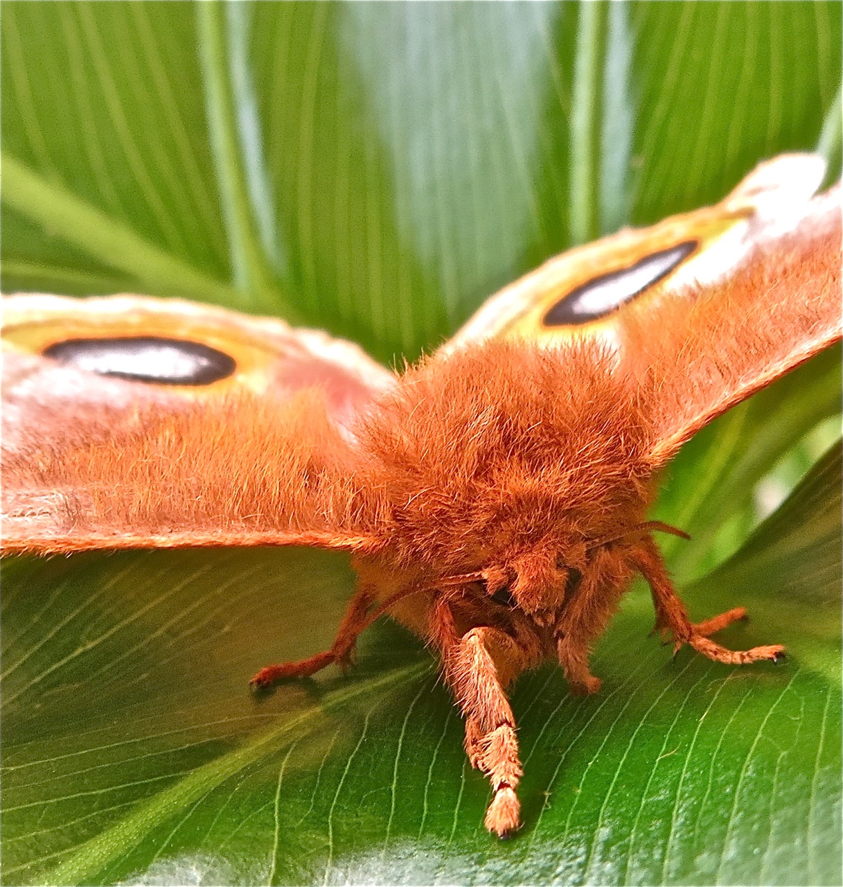 Fuzzy Wuzzy Shutterbug